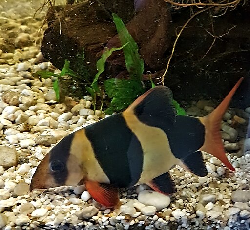 Ficha del pez Botia payaso - Chromobotia macracanthus