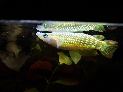 Ficha y cuidados del pez Panchax rayado - Aplocheilus lineatus