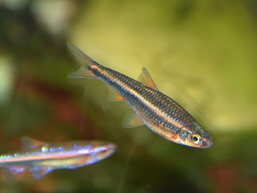 Ficha y cuidados del pez Barbo arcoiris - Notropis chrosomus